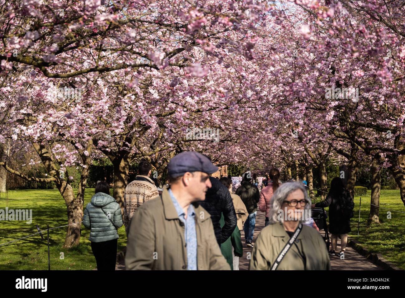 People walk under the Japanese cherry trees bloom at Bispebjerg ...