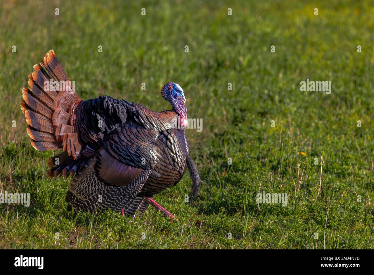 Eastern male wild tom turkey in breeding plumage near Whitefish ...