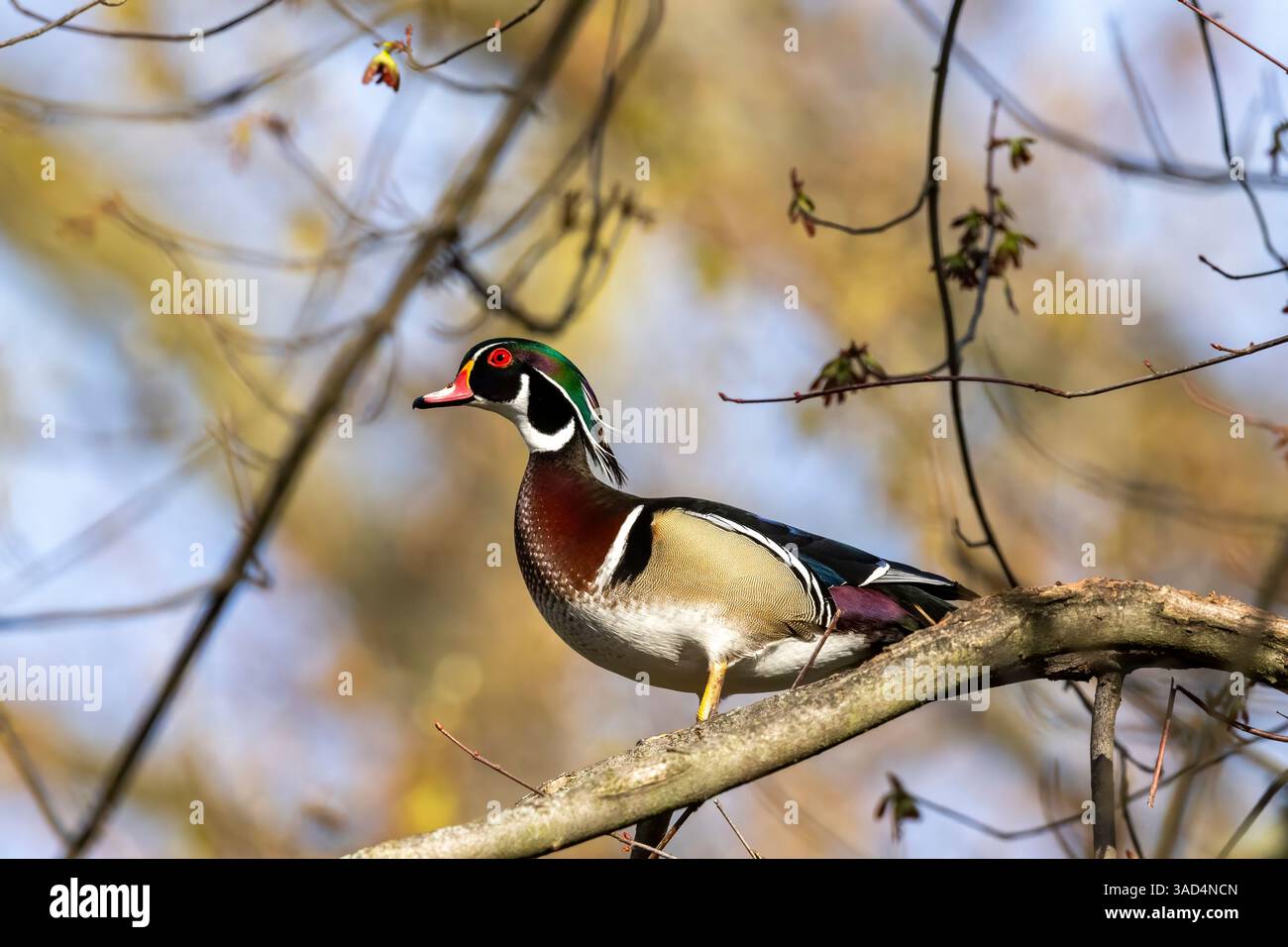 Male wood duck in tree in Defiance, Ohio, USA. (Editorial Use Only ...