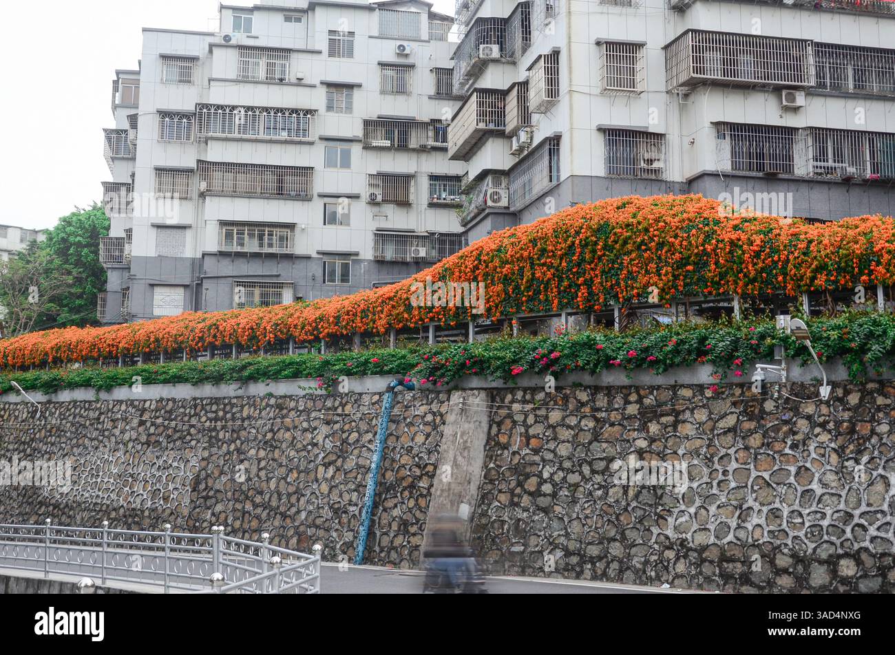 Orange trumpet vine,flame vine,pyrostegia venusta flowers blooming in ...