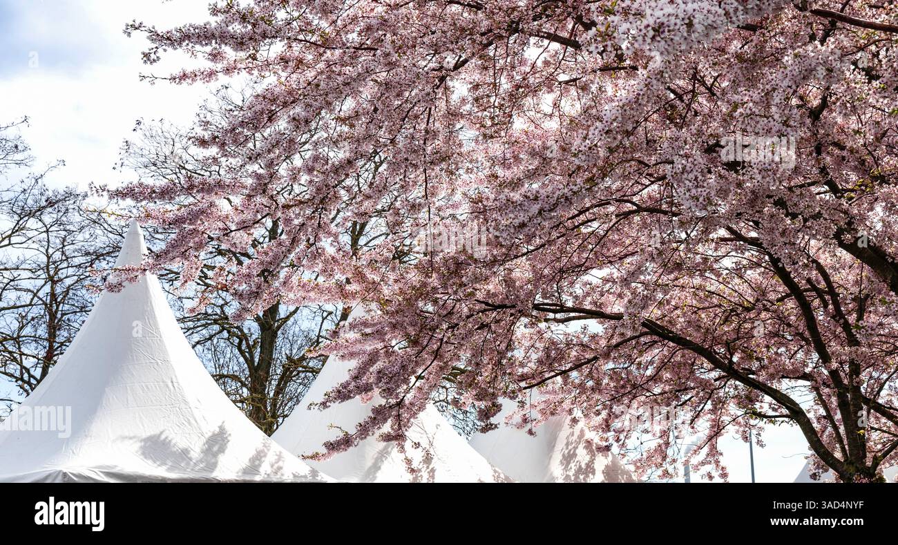 Cherry Blossom in Langelinie park on a beautiful spring day. Sakura ...