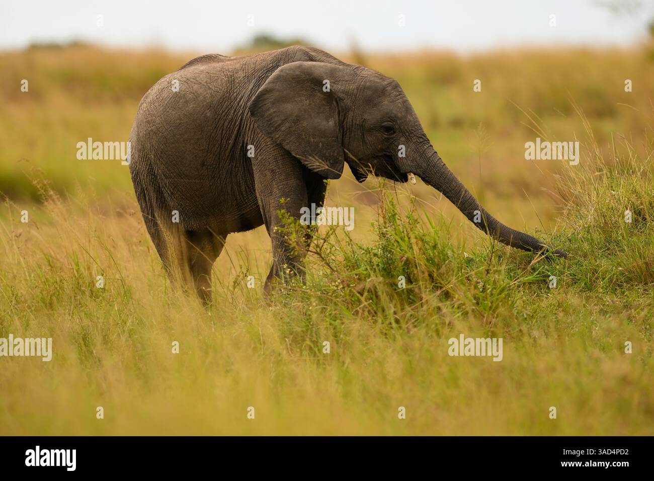 Baby elephant on the plains of Africa, Masai Mara, Kenya Stock Photo ...