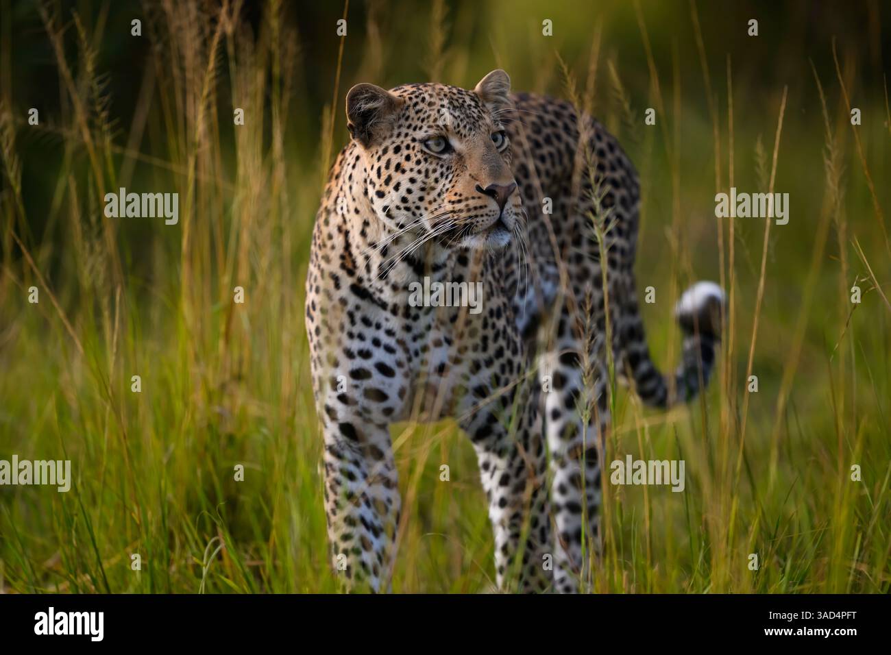 Leopard walking across the plains, Masai Mara, Kenya Stock Photo - Alamy