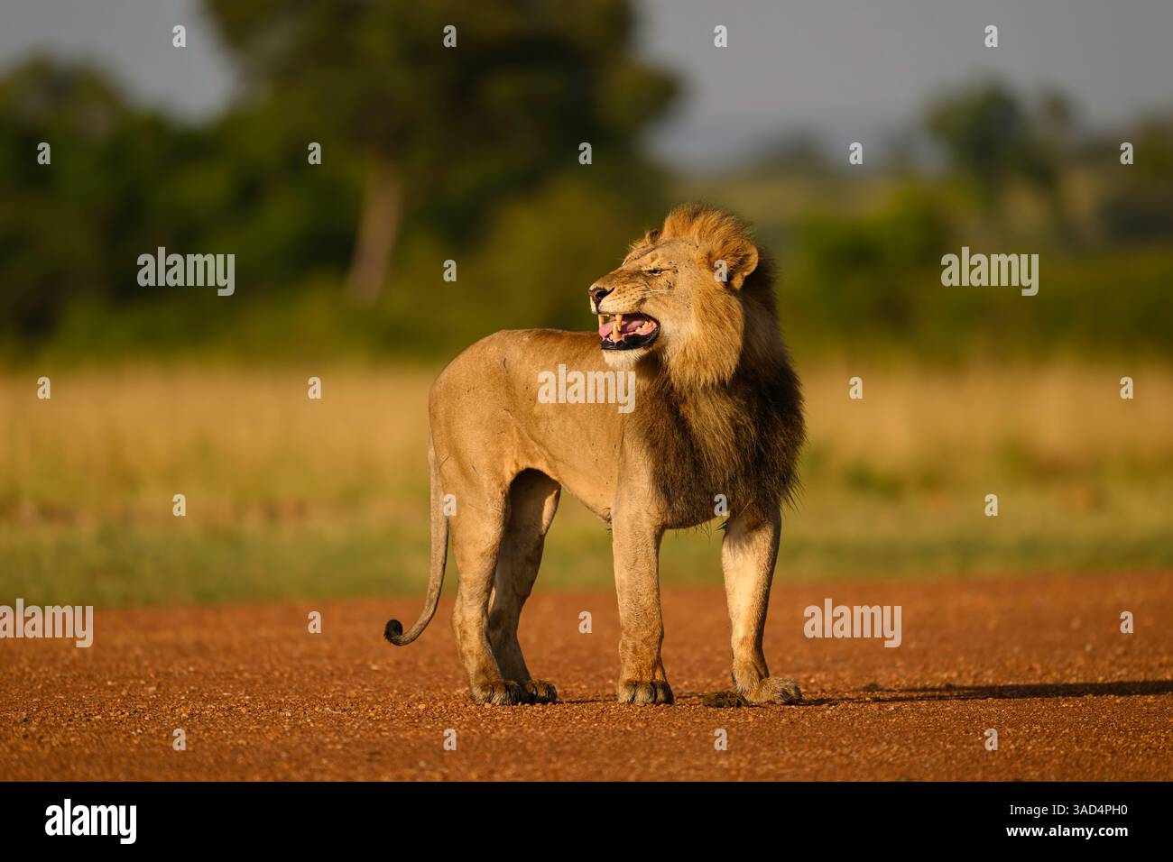 Male lion mating behavior hi-res stock photography and images - Alamy