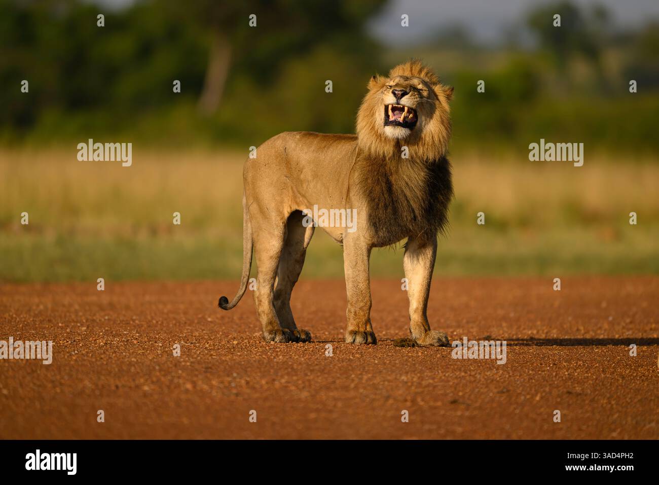 Flehmen response cats hi-res stock photography and images - Alamy