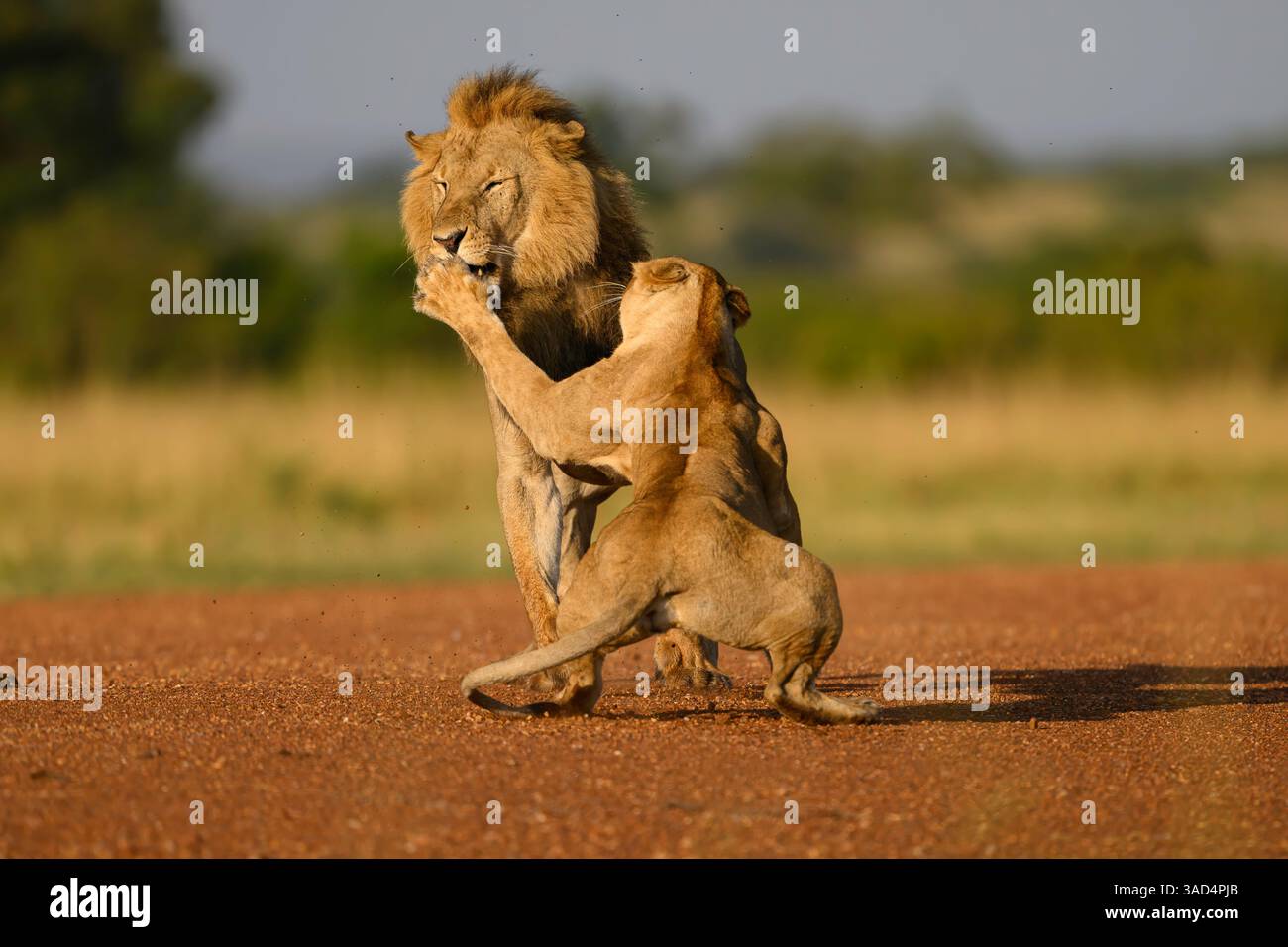 Lioness fighting with a male lion during breeding or mating behavior ...