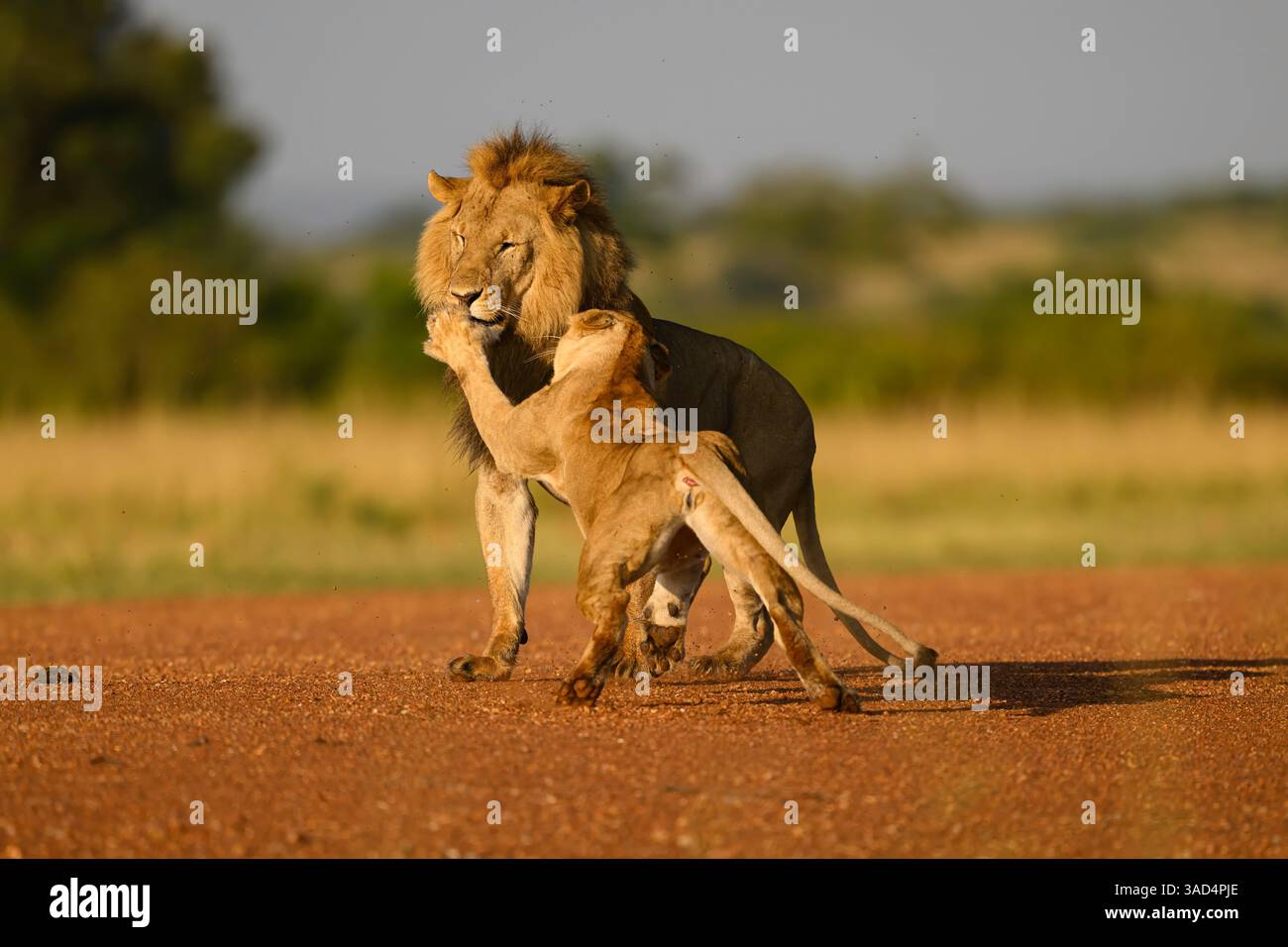 Lioness fighting with a male lion during breeding or mating behavior ...
