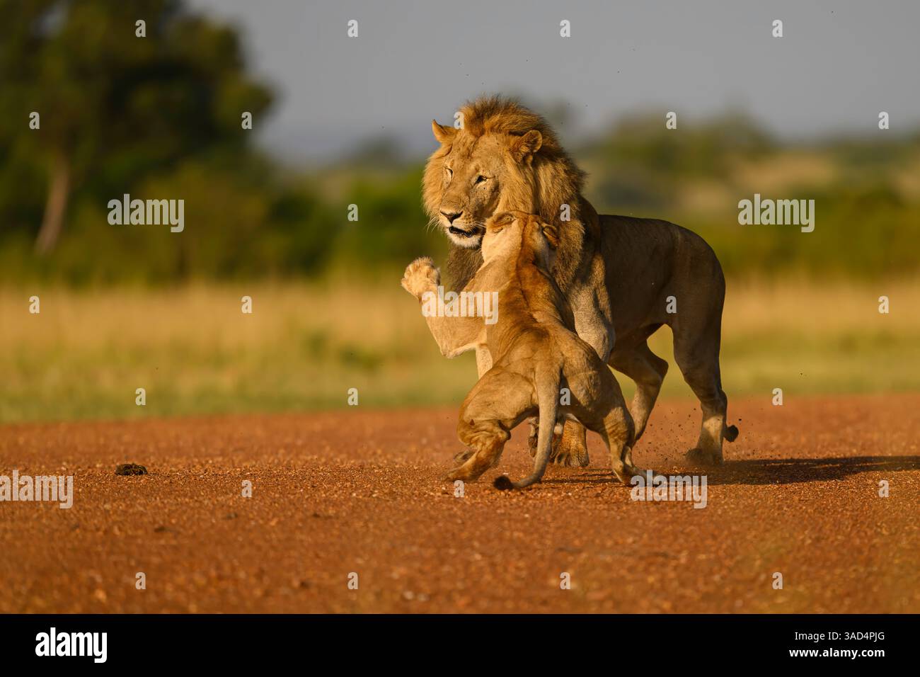Lioness fighting with a male lion during breeding or mating behavior ...