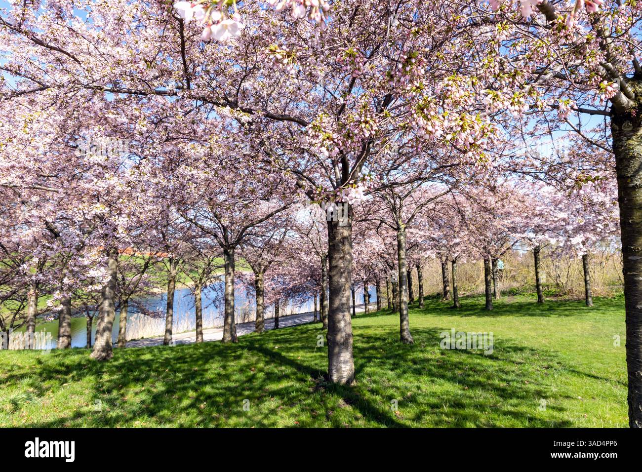 Cherry Blossom in Langelinie park on a beautiful spring day. Sakura ...
