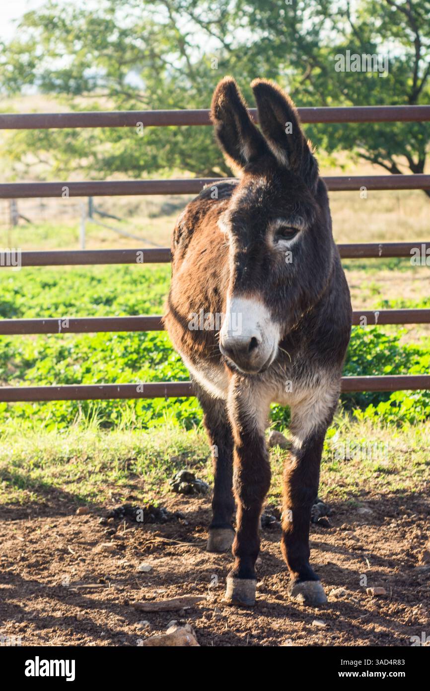 Portrait livestock farm donkey hi-res stock photography and images - Alamy