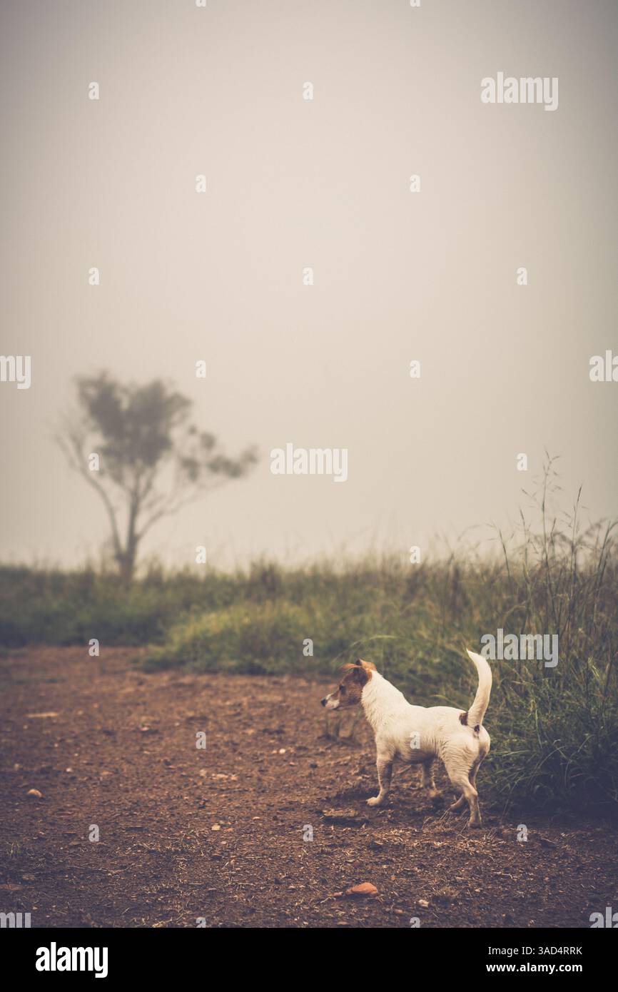 jack Russell terrier out exploring Stock Photo - Alamy