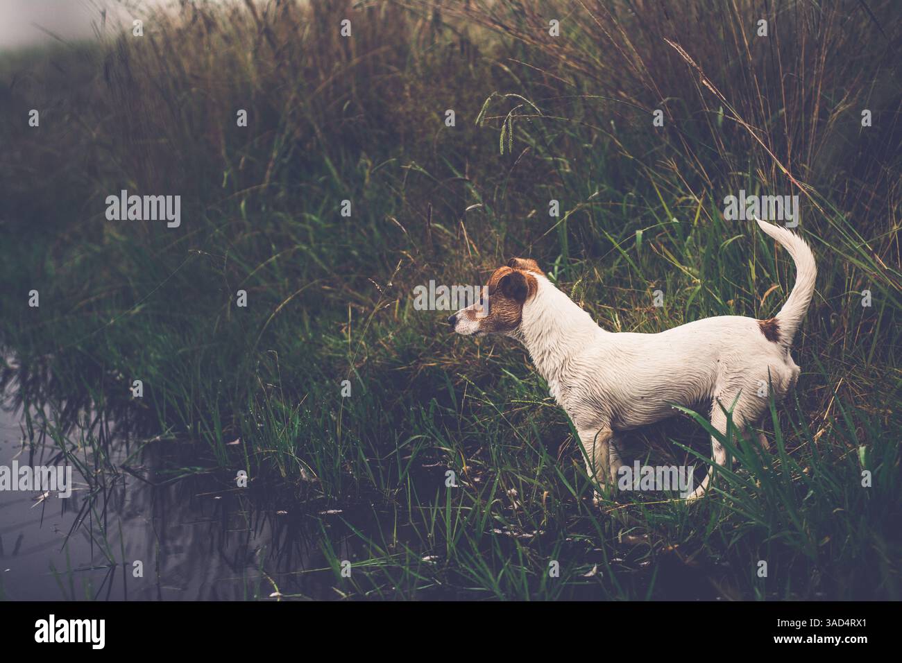 jack Russell terrier out exploring Stock Photo - Alamy