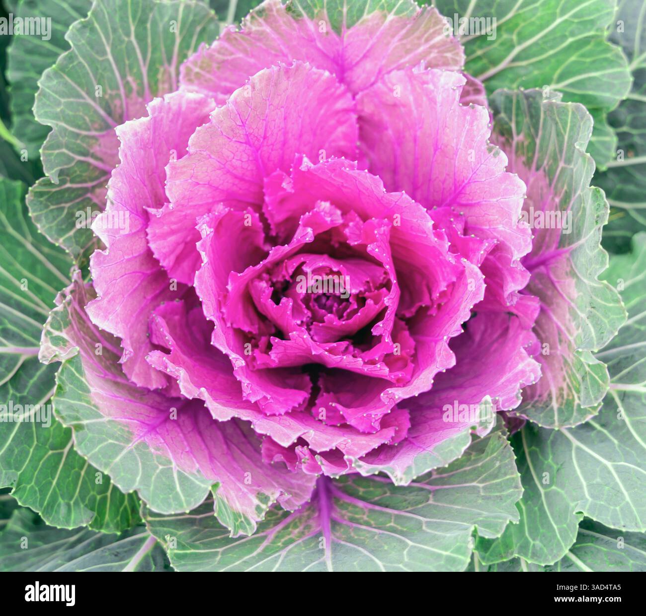 Beautiful fresh violet Cabbage plant leaves background. High quality ...
