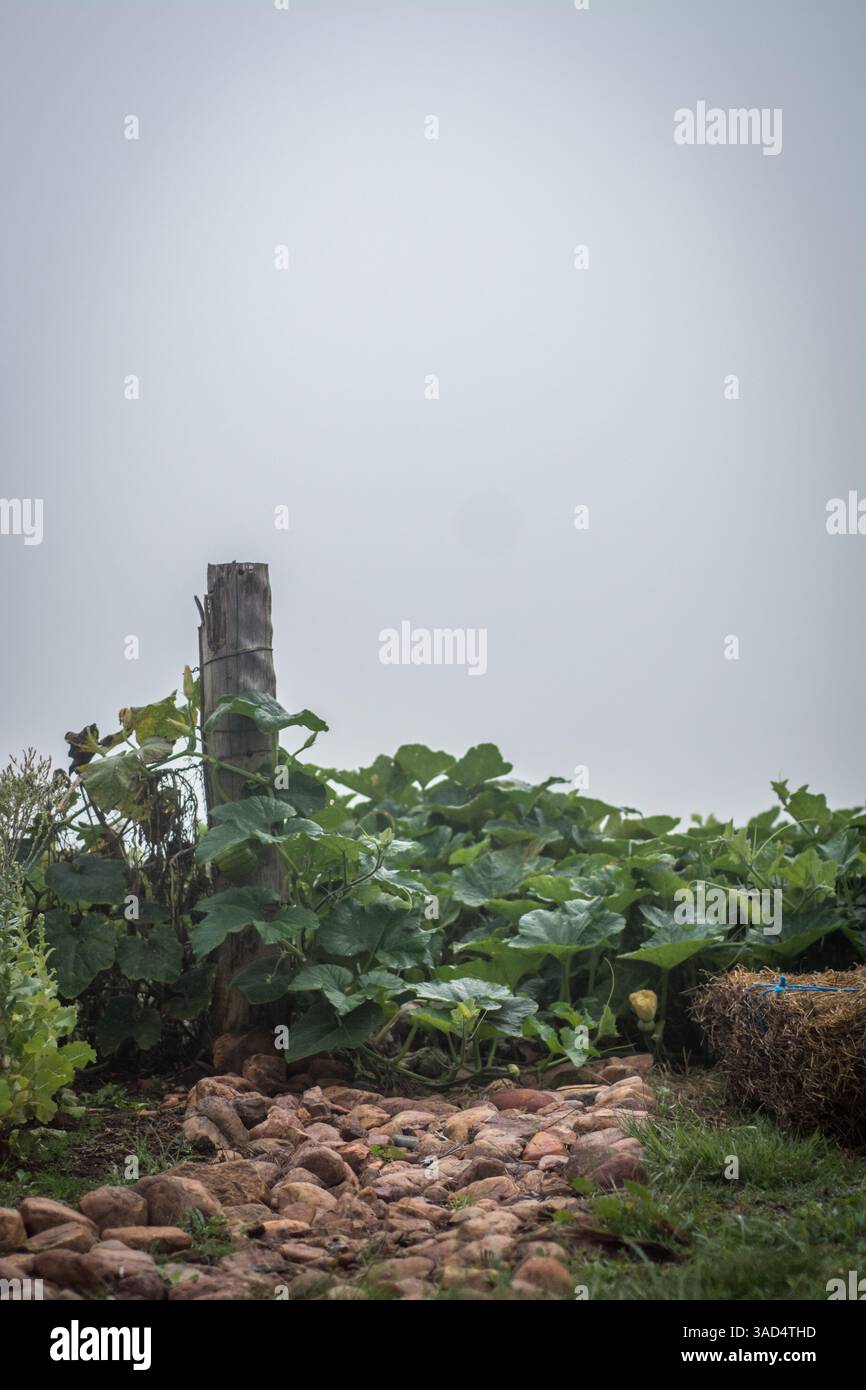 pumpkin vine in a vegetable garden Stock Photo - Alamy