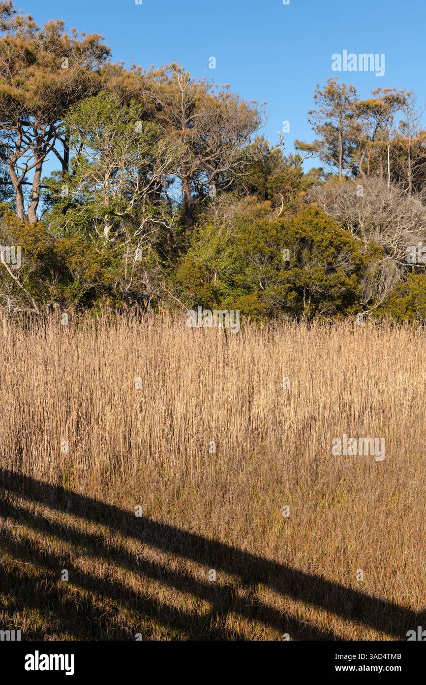 Tall golden marsh grass meets dense coastal forest under a clear blue ...