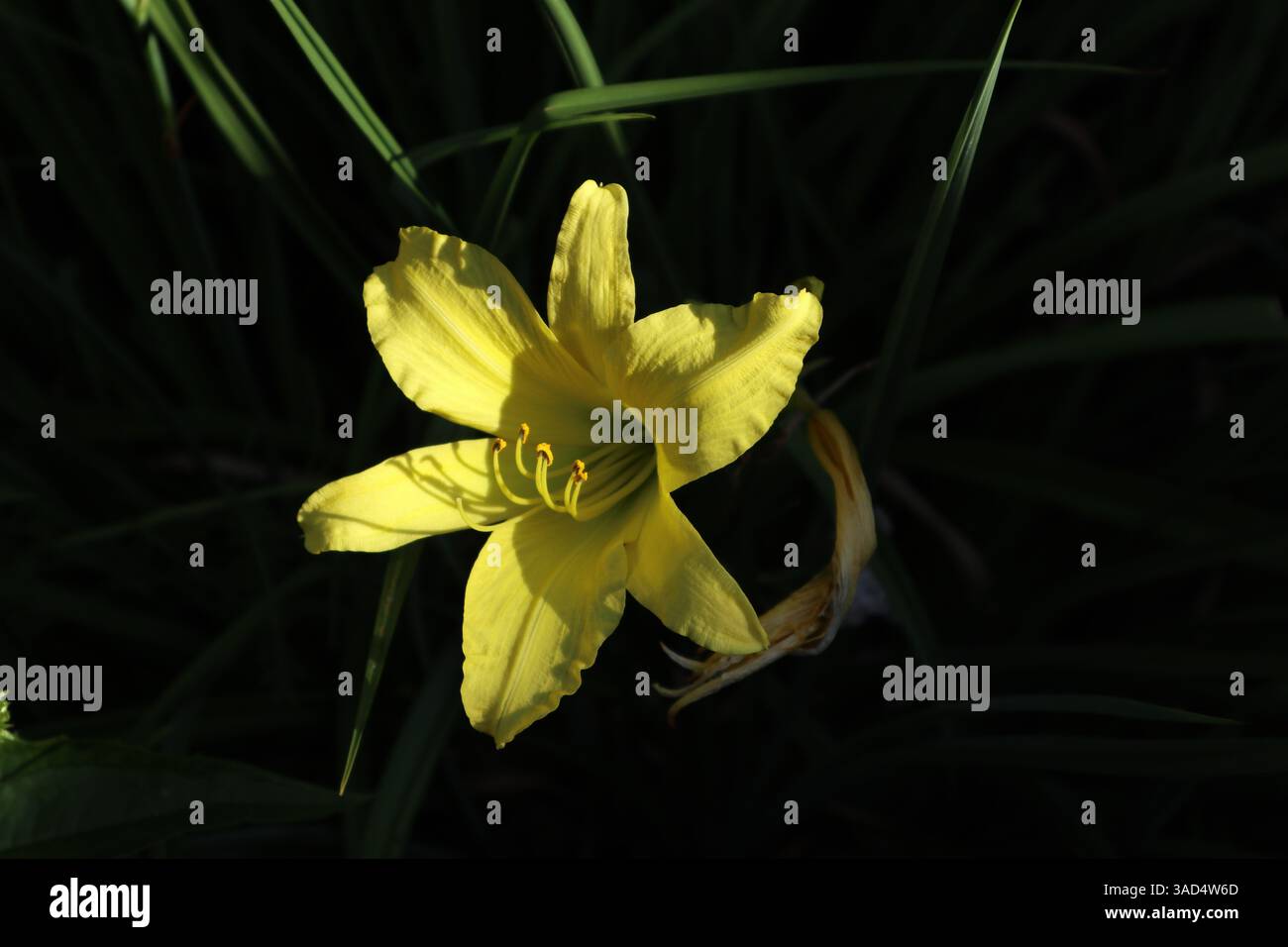 Lemon yellow bloom hi-res stock photography and images - Alamy