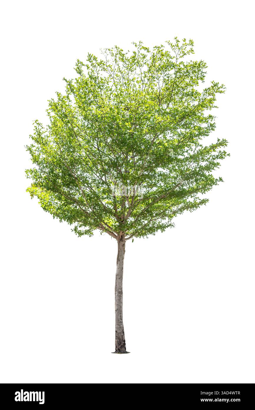 Tree green color isolated on white background Stock Photo - Alamy