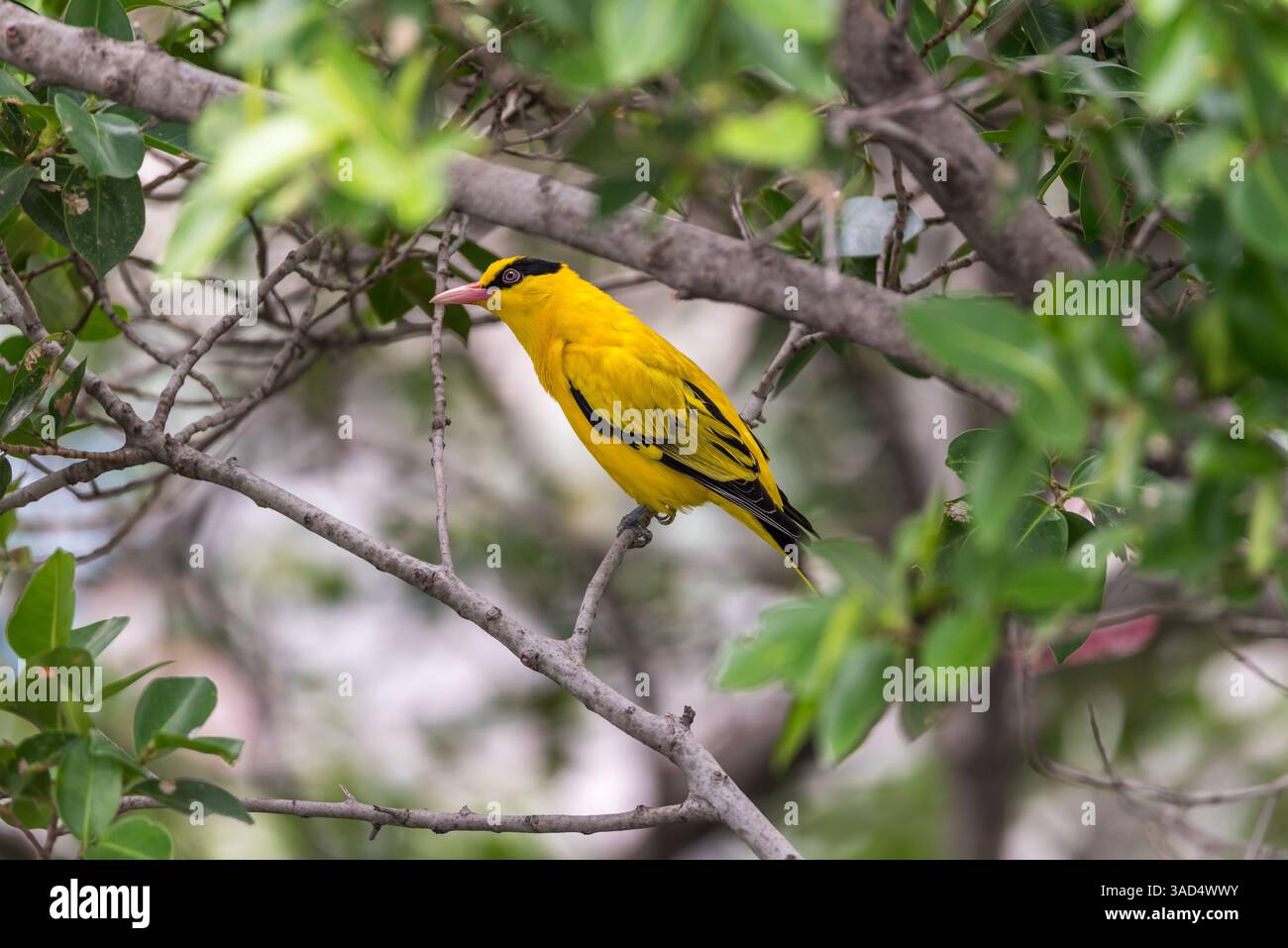 Bird (Black-Naped Oriole, Oriolus chinensi) yellow color perched on a ...