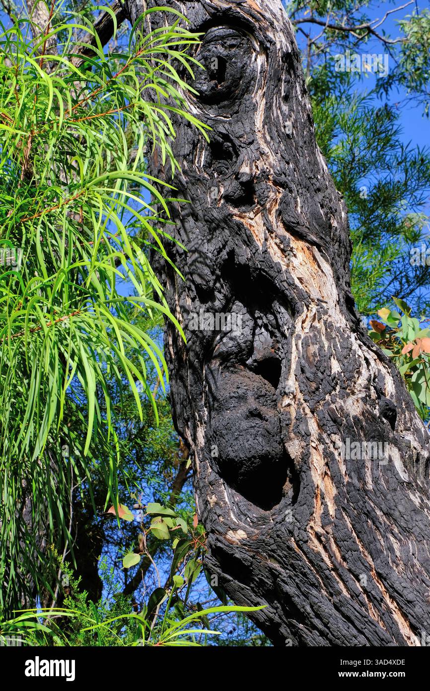 Northcliffe: Portrait of local resident affected in 2015 bushfire in ...
