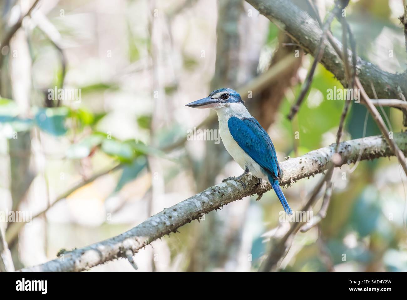 Bird (Collared kingfisher, White-collared kingfisher) blue color and ...