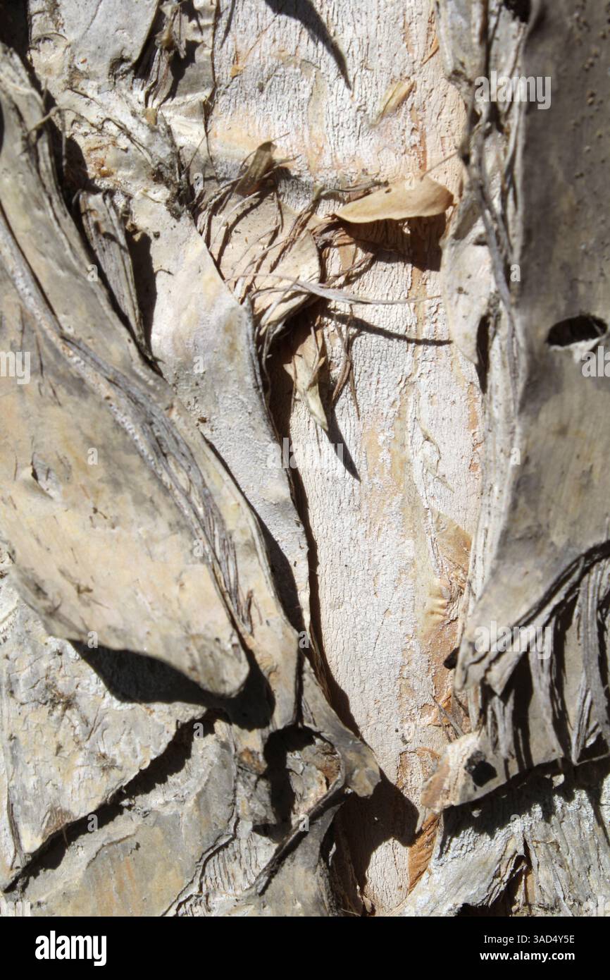 Close up textured abstract background of paperbark tree bark trunk ...