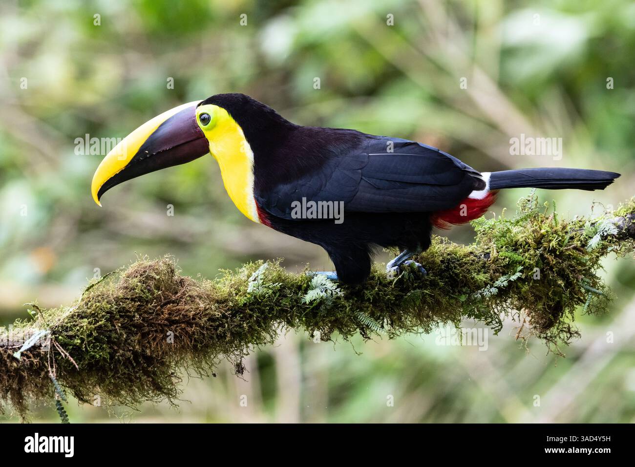 Range honduras to peru hi-res stock photography and images - Alamy