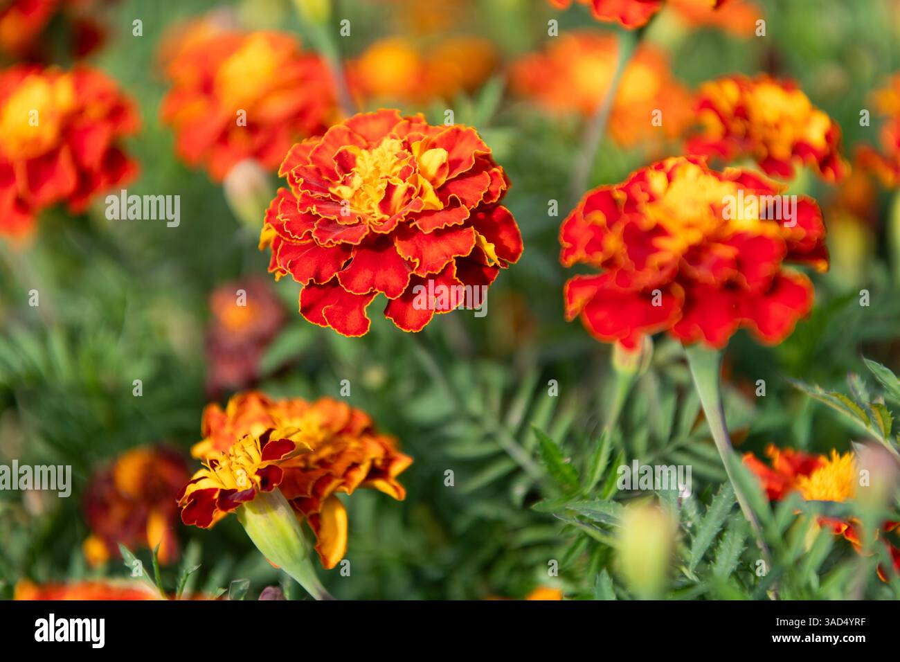 Macro of flowering marigold. Orange Aztec marigold flower. Natural ...