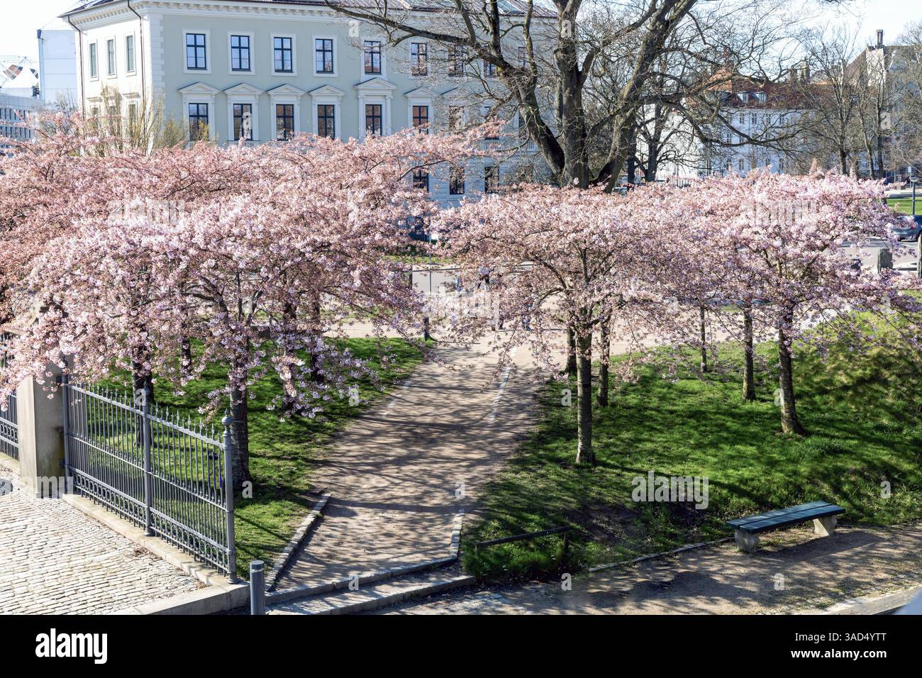 Cherry Blossom in Langelinie park on a beautiful spring day. Sakura ...