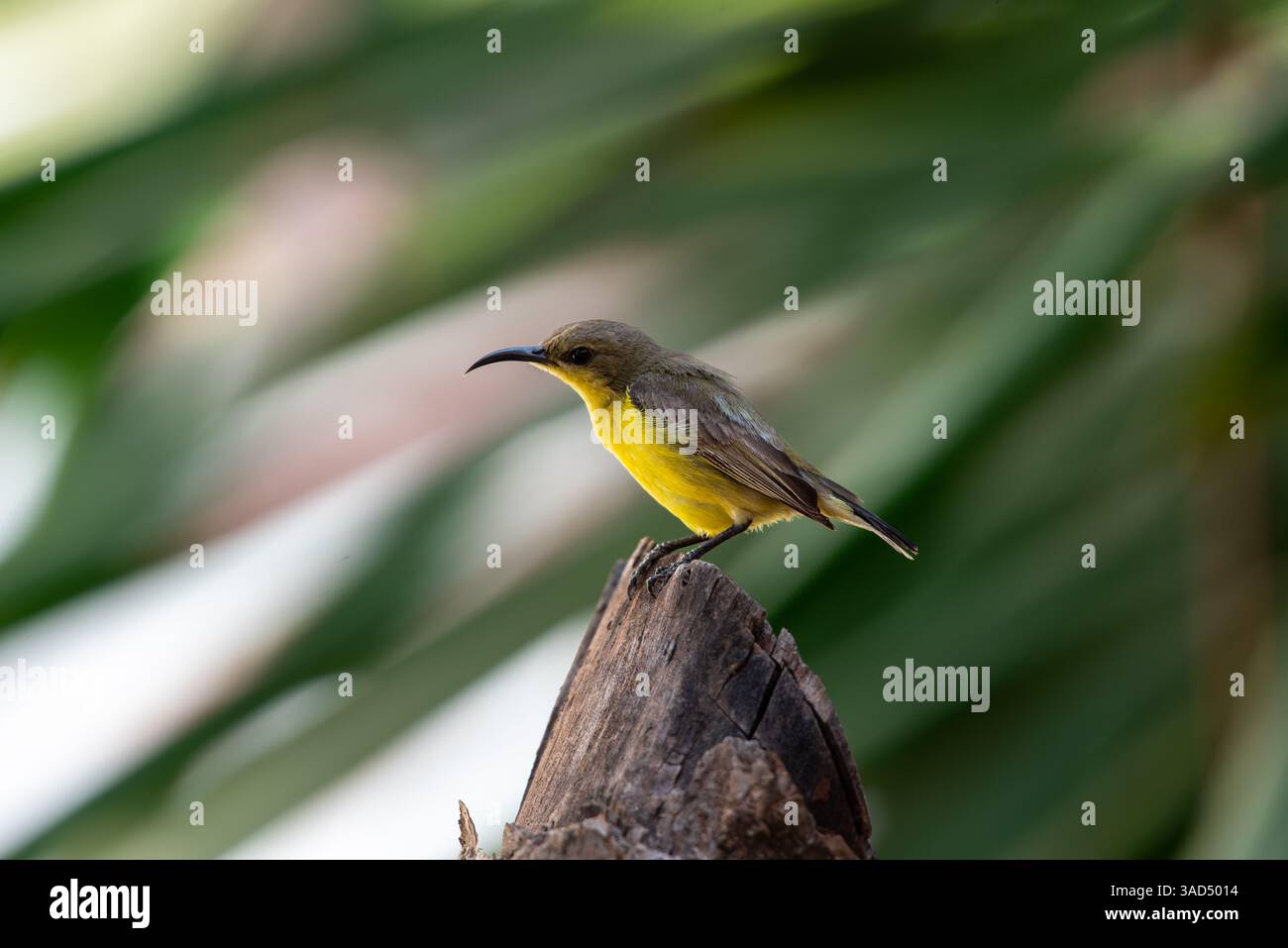 Bird (Olive-backed sunbird, Yellow-bellied sunbird) female yellow color perched on a tree in a ...