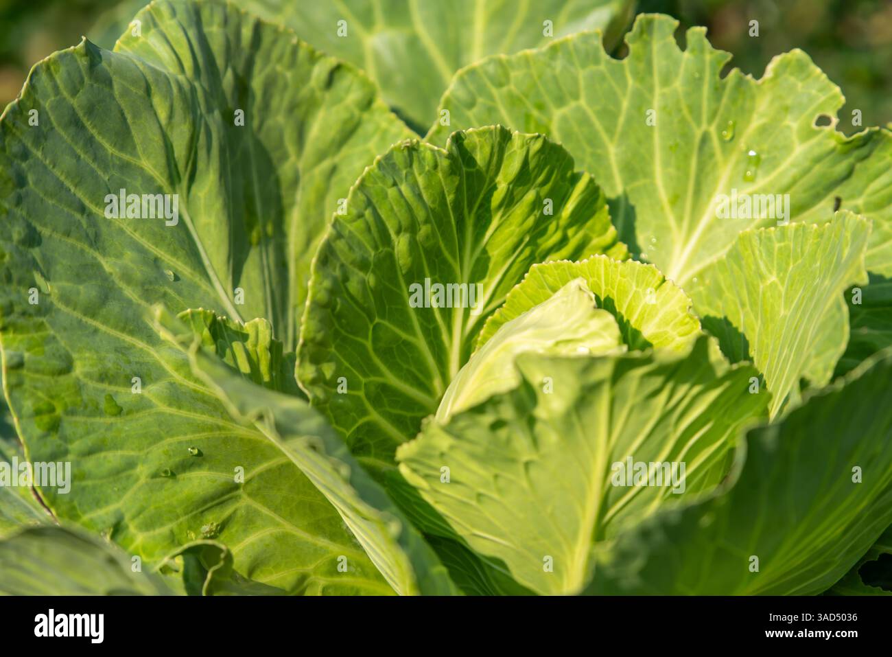 Greenery background, green color of nature plant and leaf environment ...