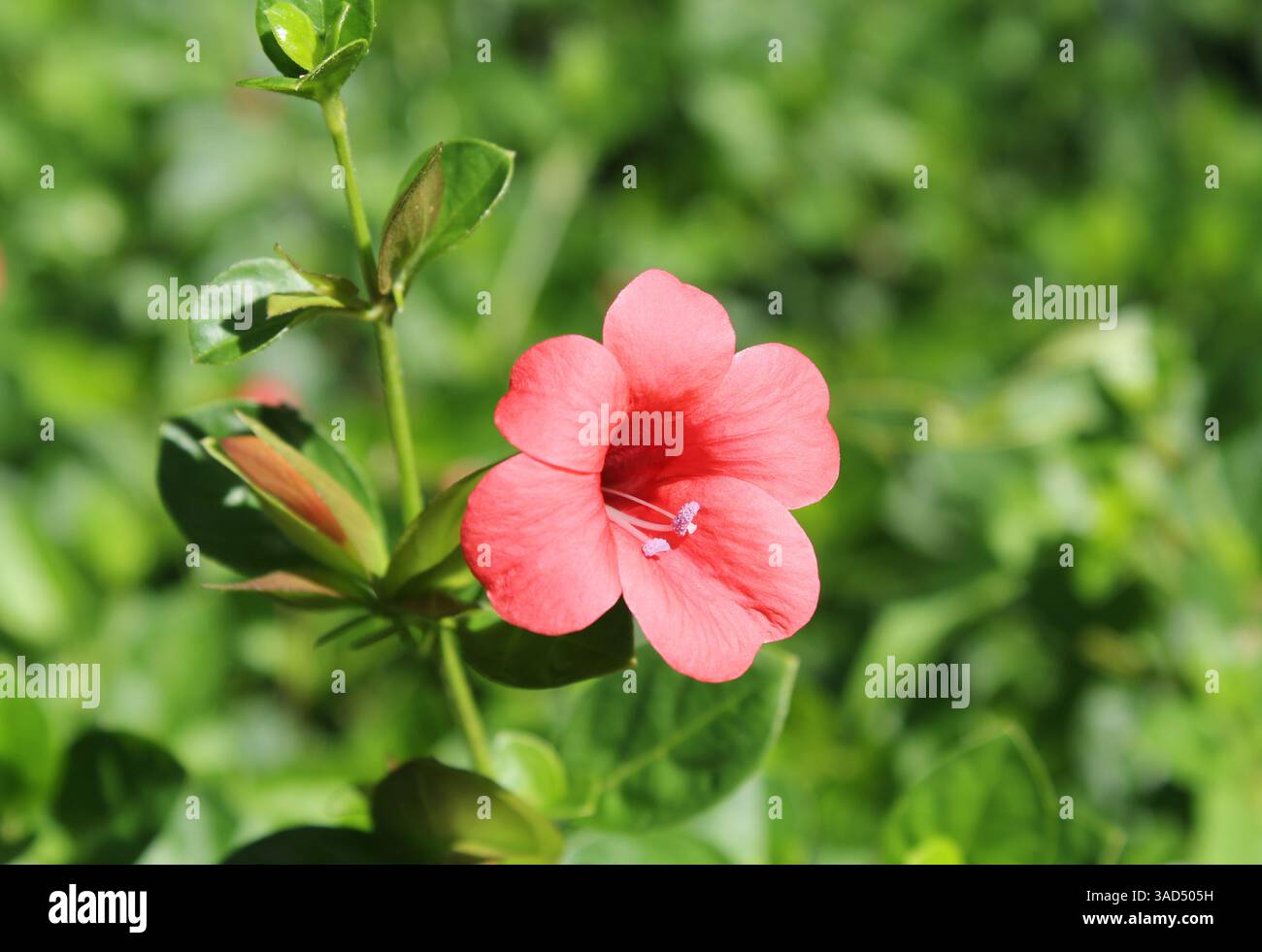 Pink red flower on a Coral Creeper (Barleria repens) plant in a garden ...