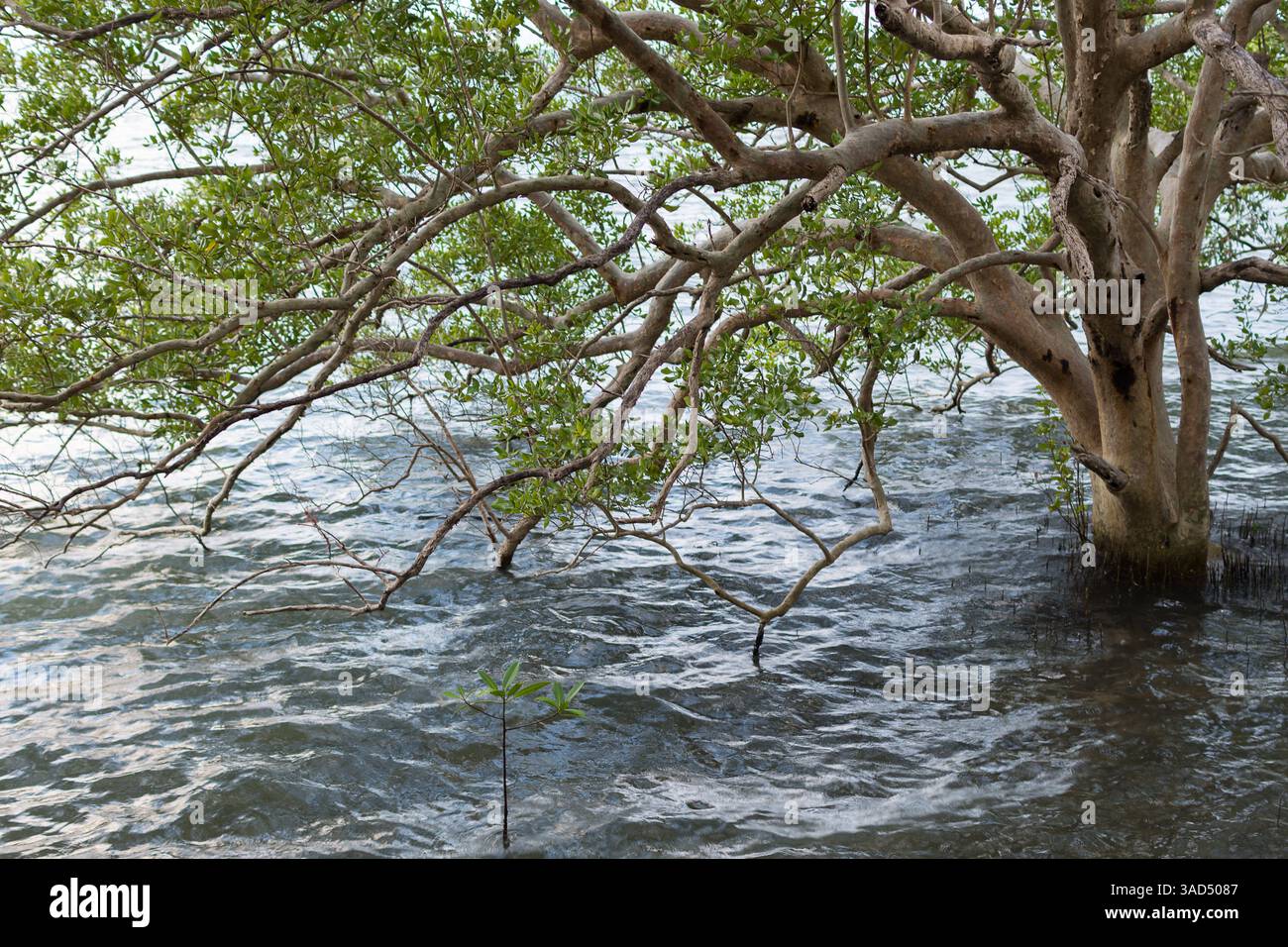 Mangrove forrest or Golden Meadow (Thung Prong Thong in Thai language ...