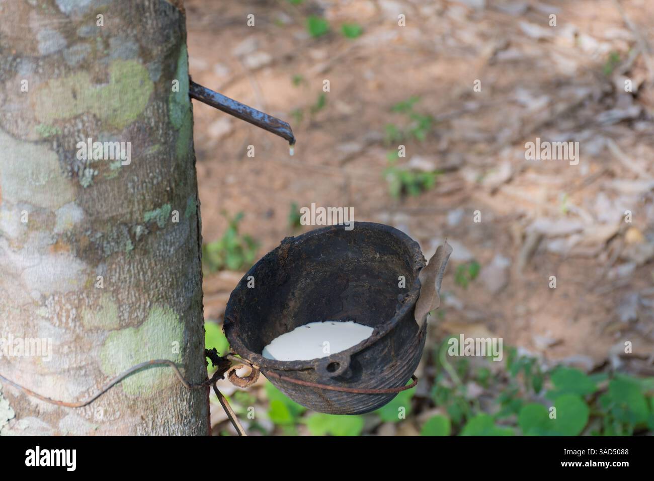 Natural latex dripping from a rubber tree at a rubber tree plantation ...