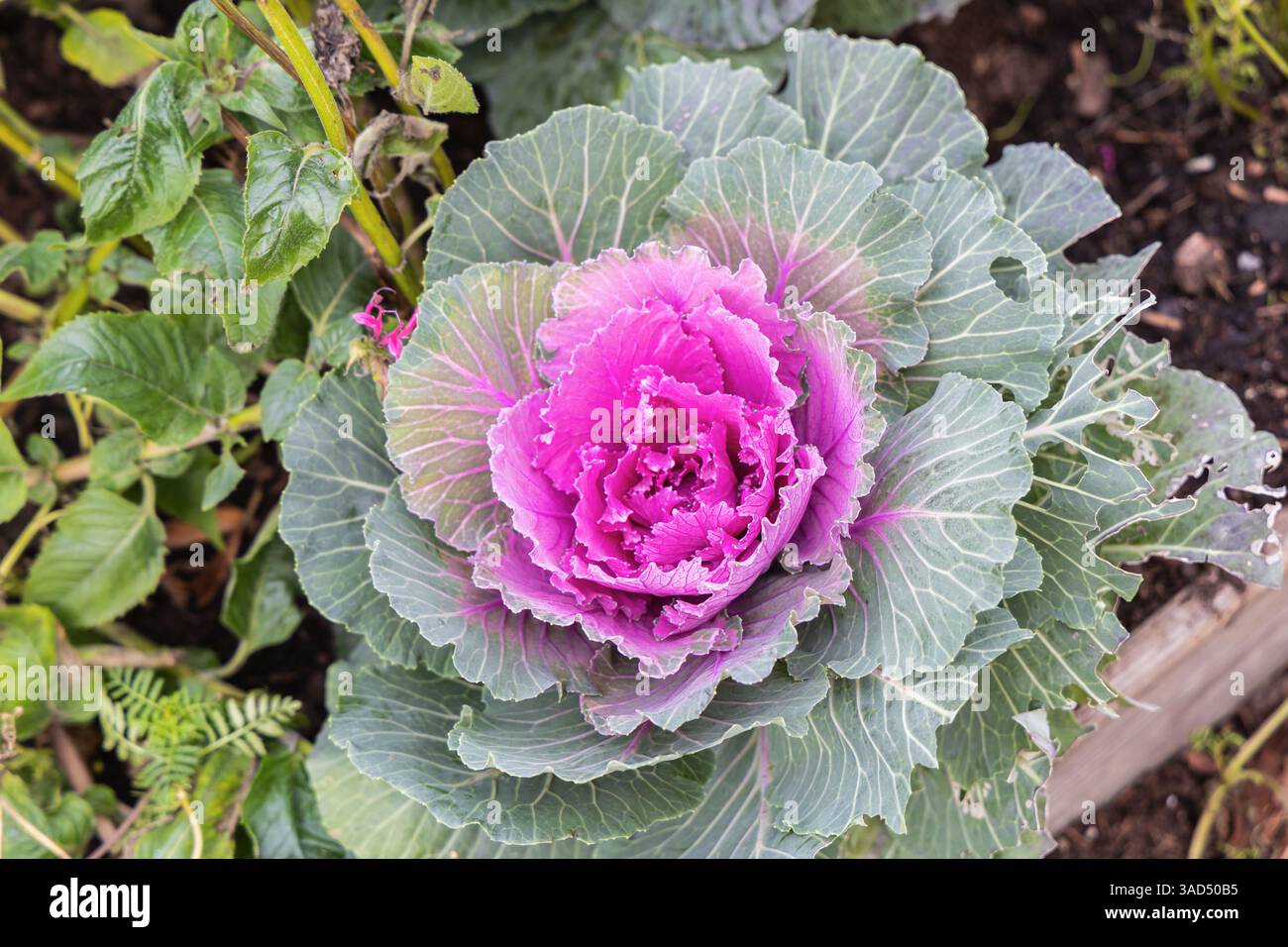 Fresh violet Cabbage plant leaves. Bed of ornamental cabbage. High ...