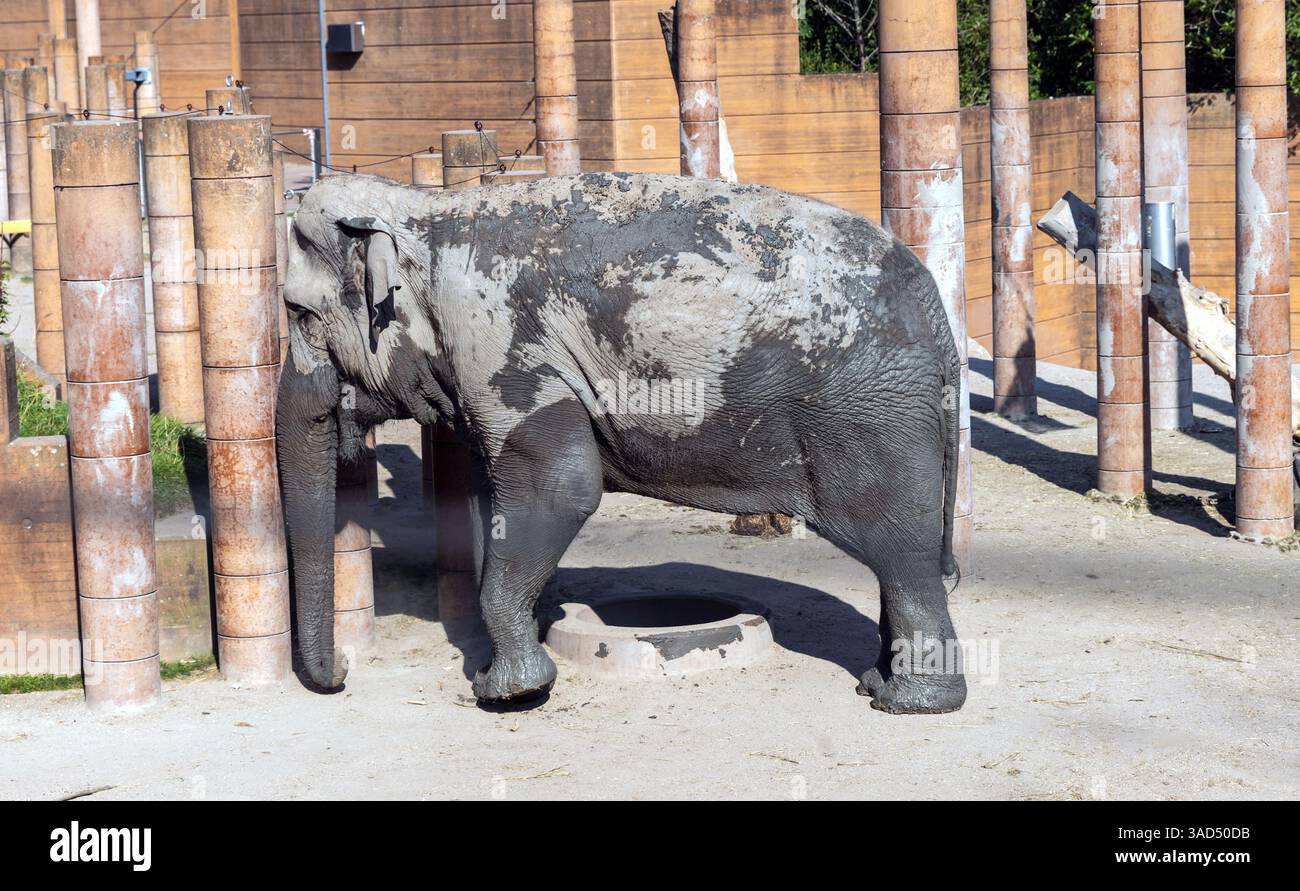 A large African elephant walks alone in a nature park. High quality ...