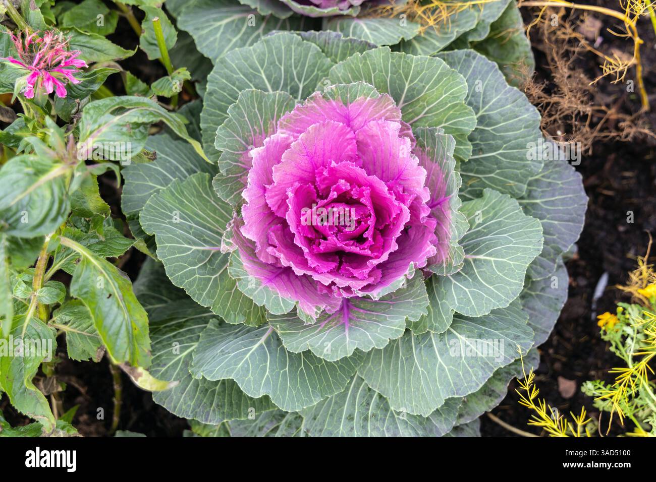 Fresh violet Cabbage plant leaves. Bed of ornamental cabbage. High ...