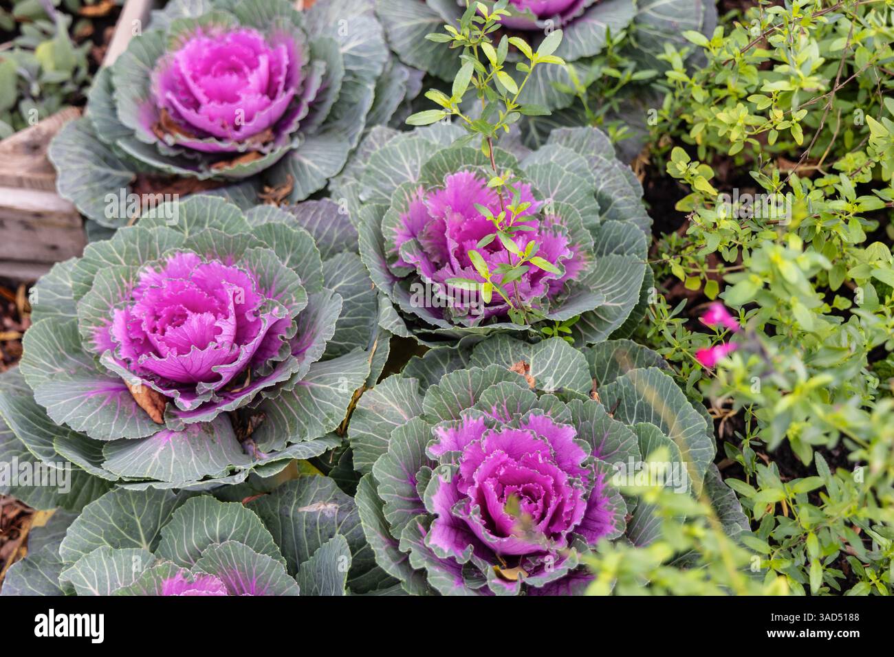 Fresh violet Cabbage plant leaves. Bed of ornamental cabbage. High ...