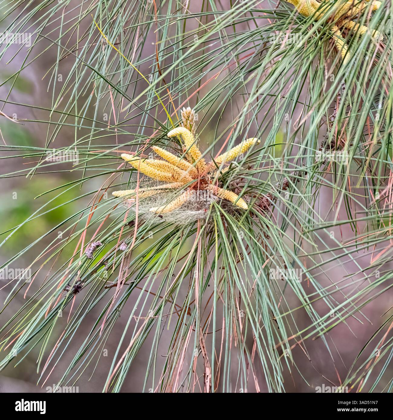 Close-up of yellow pine pollen cones and long needles in early spring ...