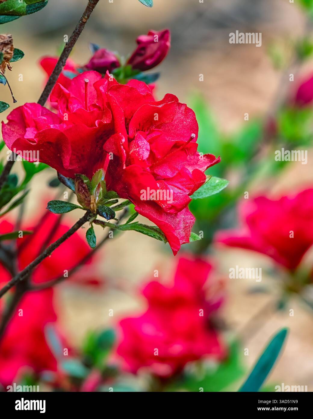 Vibrant red azalea flowers blooming in clusters with soft background ...