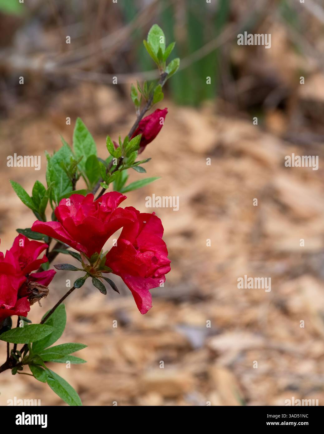 Red azalea flowers blooming on a vertical branch against soft mulch ...