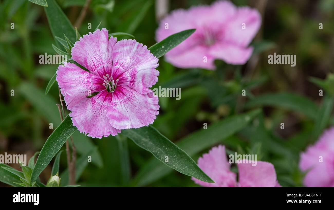 Highlighted petal edge hi-res stock photography and images - Alamy
