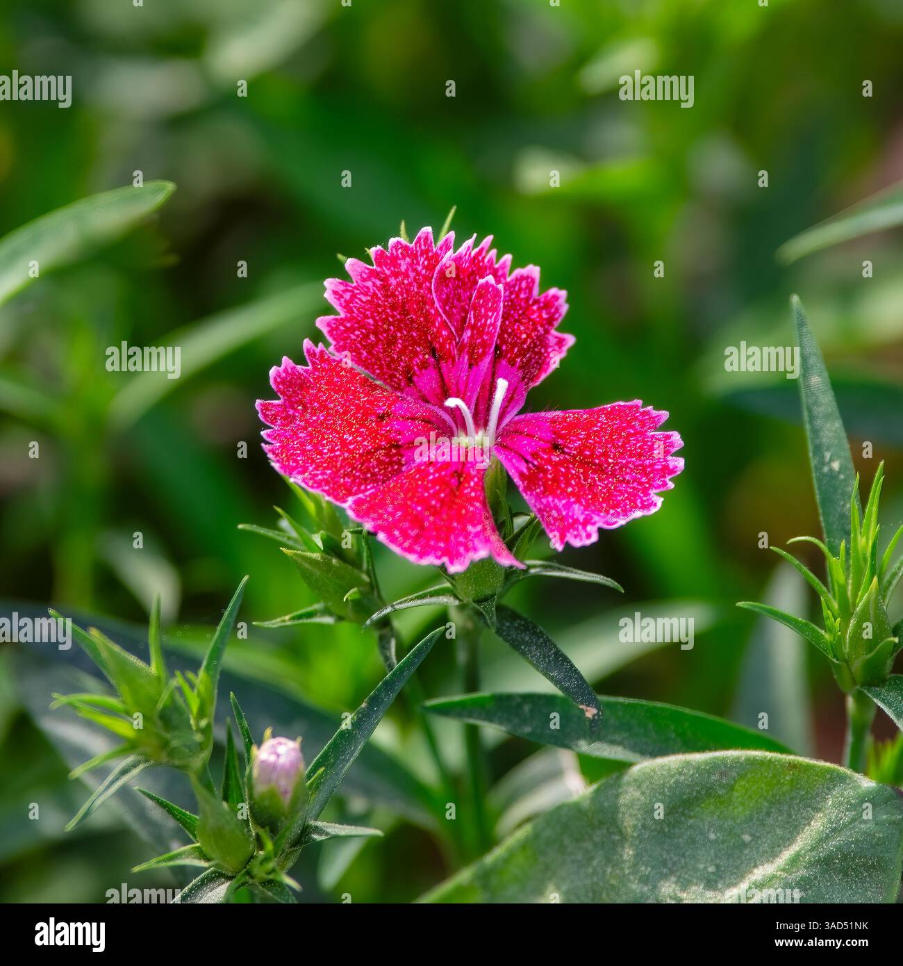 Petal surface sparkle hi-res stock photography and images - Alamy
