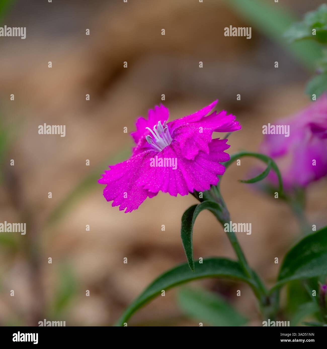 Macro view of a vibrant magenta dianthus flower with fringed petals and ...