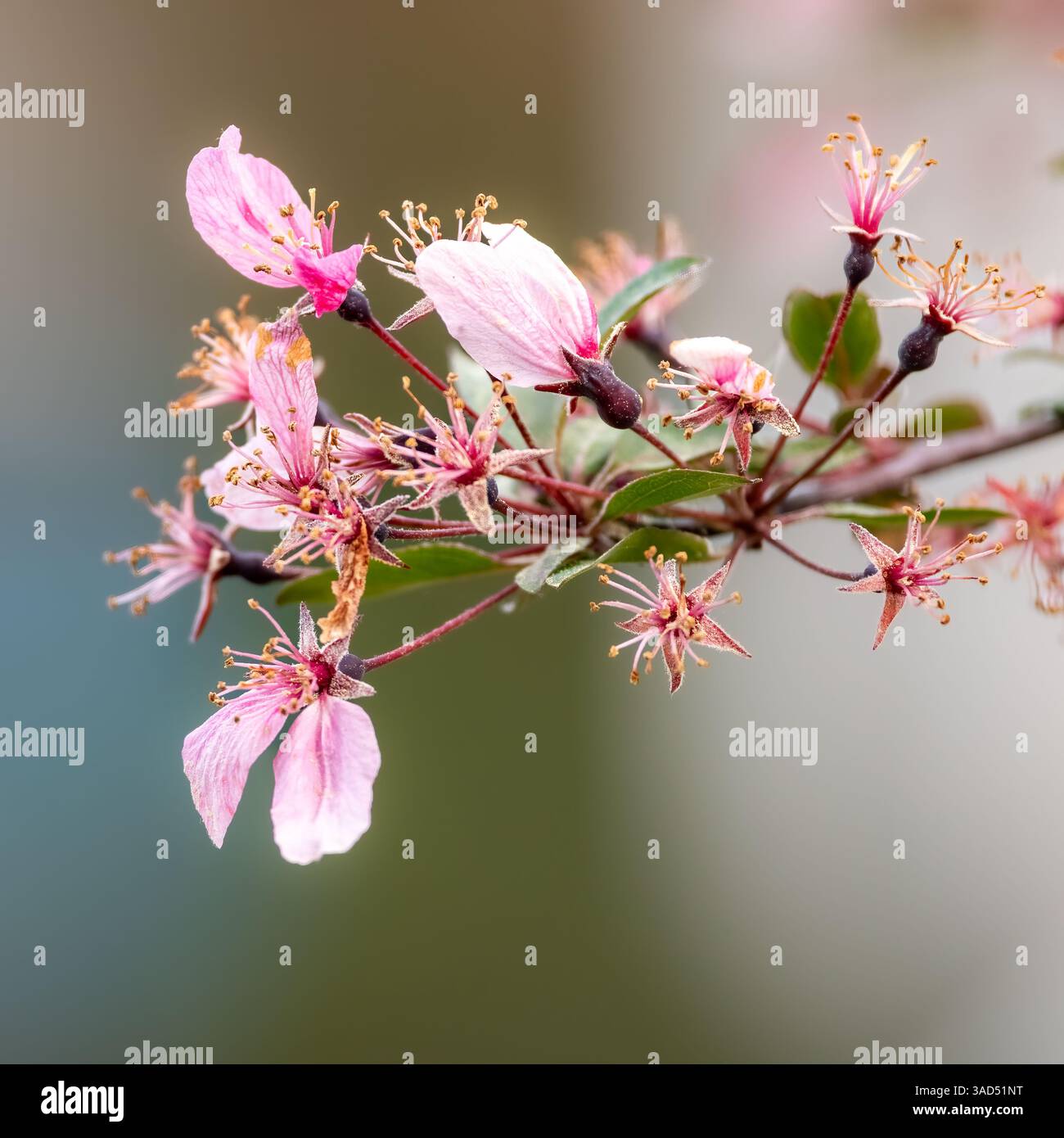 Close-up of delicate pink blossoms at the end of their bloom cycle on a ...