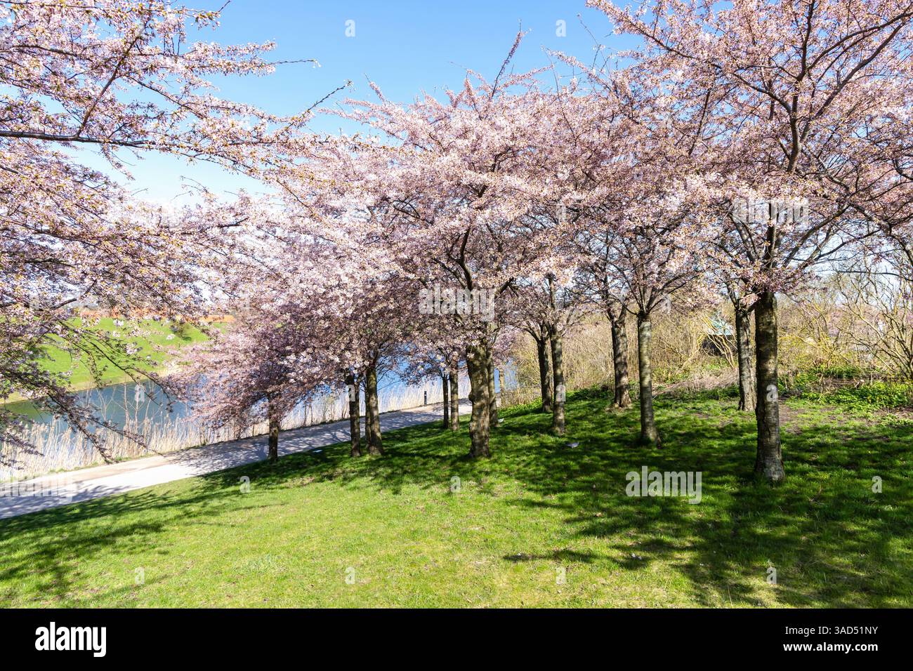 Cherry Blossom in Langelinie park on a beautiful spring day. Sakura ...
