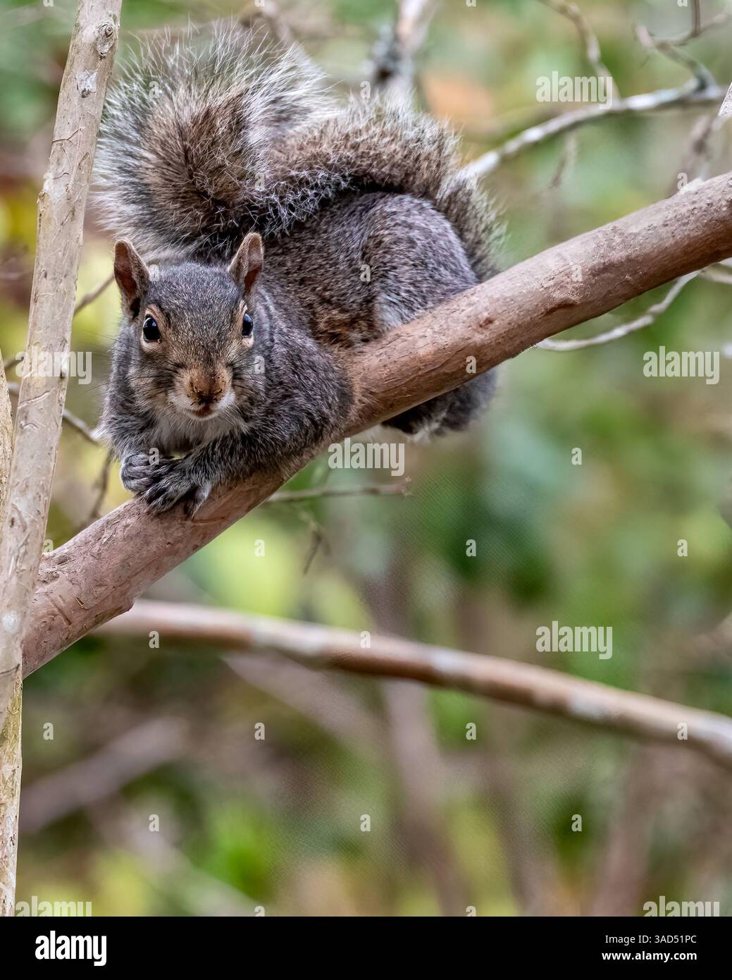 Arboreal wildlife encounter hi-res stock photography and images - Alamy