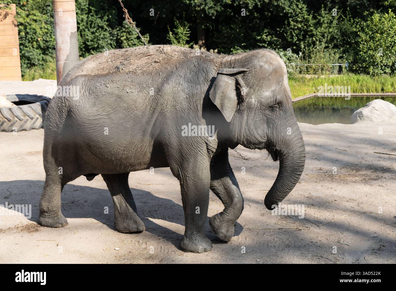 A large African elephant walks alone in a nature park. High quality ...