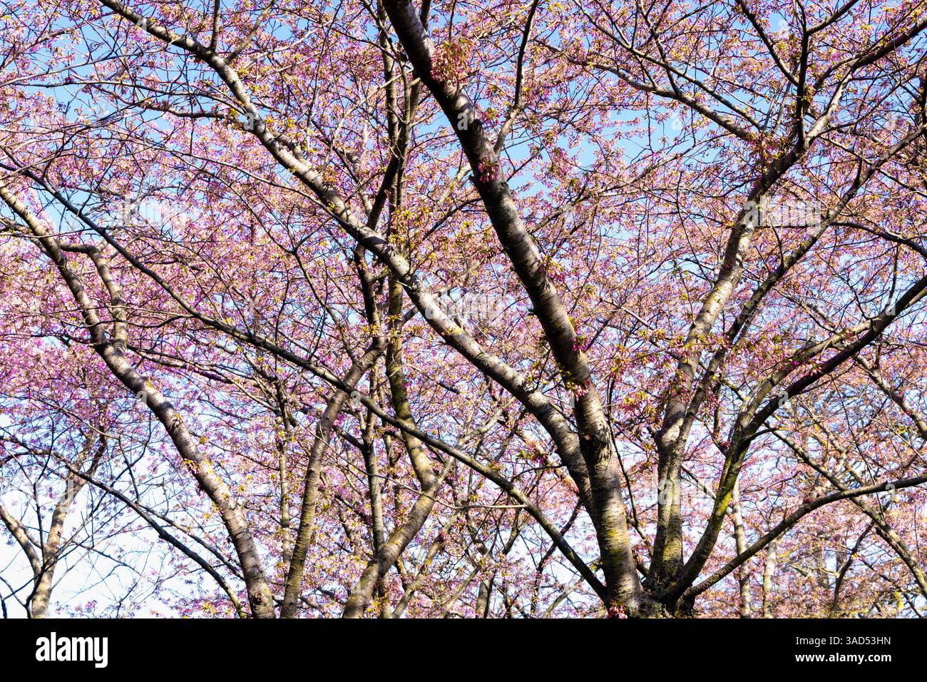 Cherry Blossom in Langelinie park on a beautiful spring day. Sakura ...