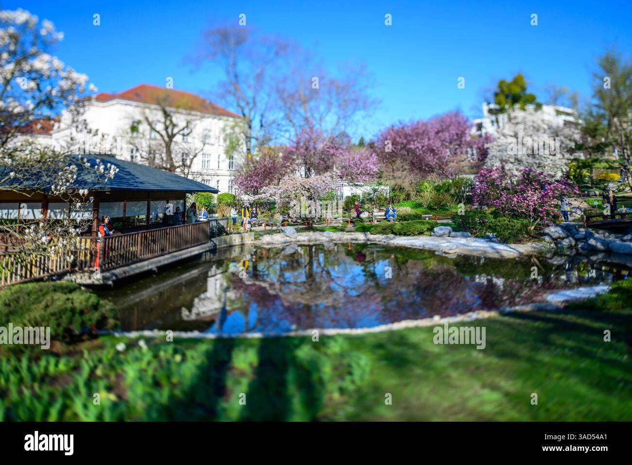 vienna, austria, 04 april 2025, trees in blossom in the japanese park ...