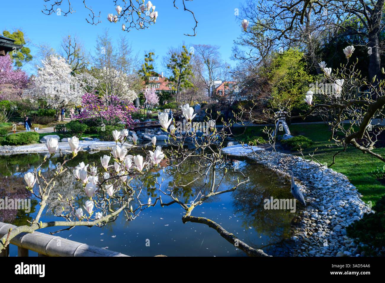 vienna, austria, 04 april 2025, trees in blossom in the japanese park ...